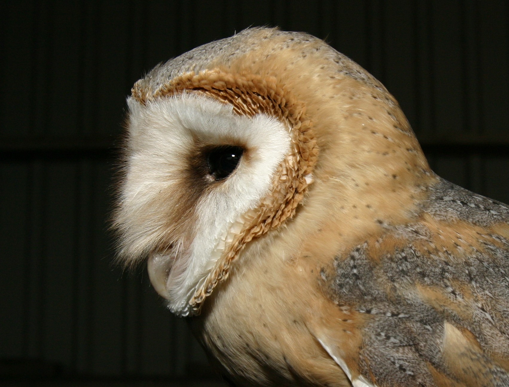 Kerkuil info - Stichting Kerkuilenwerkgroep Nederland